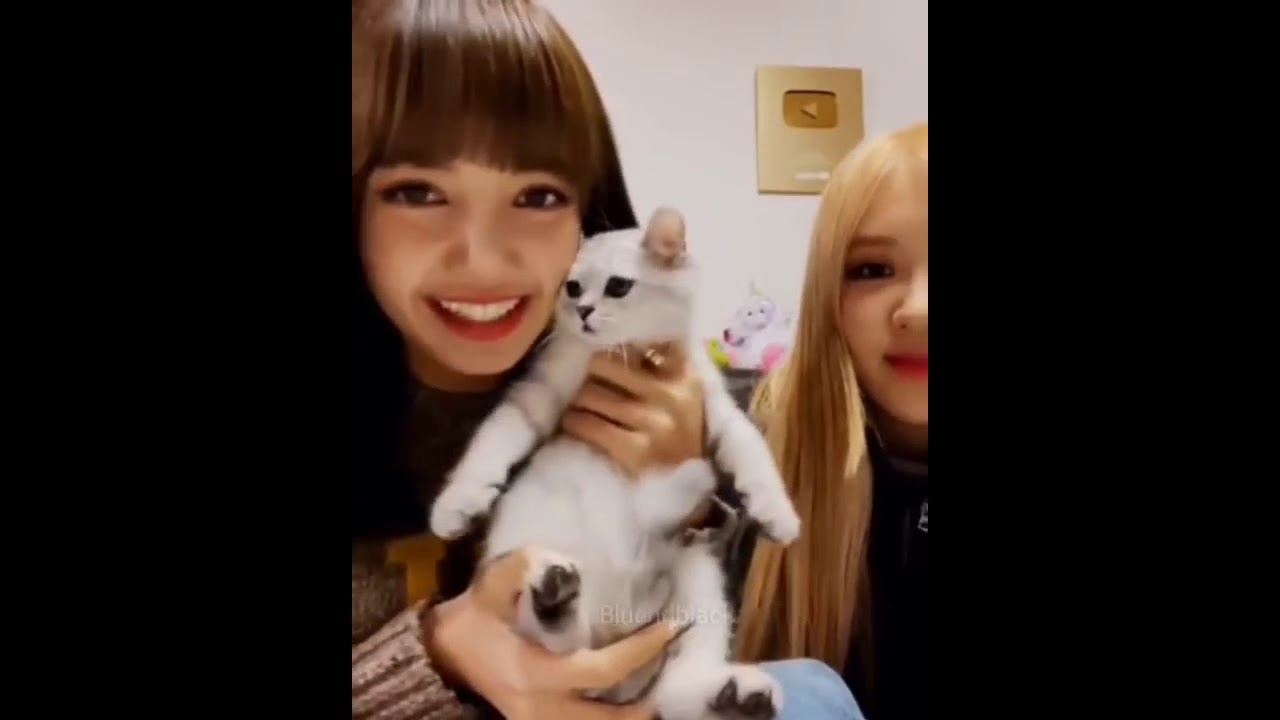 BLACKPINK LISA PET CAT SO CUTE - YouTube