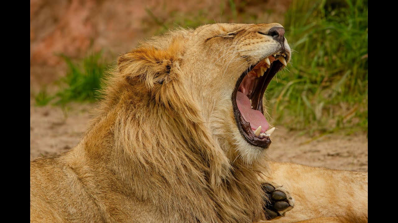 Life of Lions in the African Savannah: A Glimpse into the Wild - YouTube