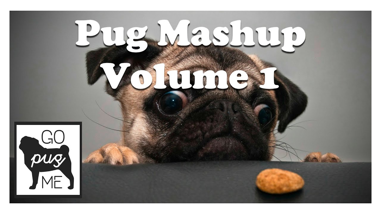 Pug Mashup - Volume 1 - Compilation of funny pugs - YouTube