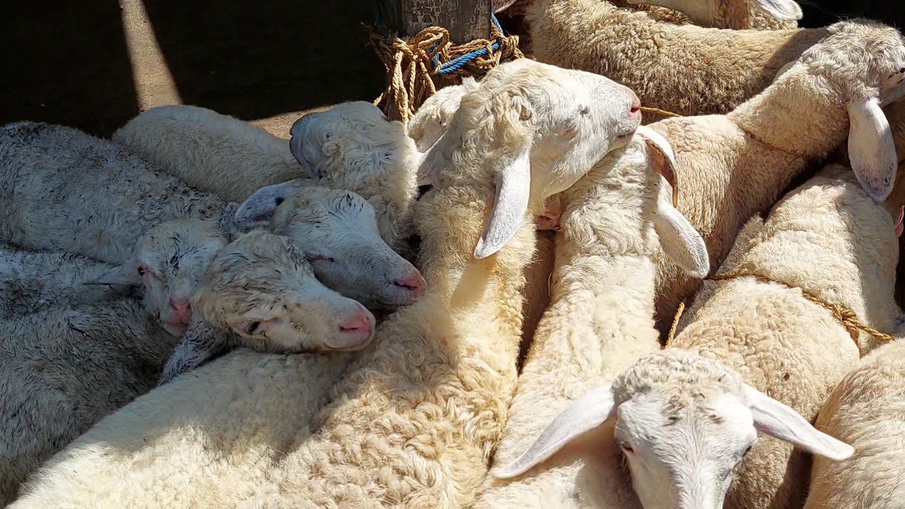 700NEGO DOMBA CEMPE JANTAN DAN BABON BUNTING HARGA TERBARU 🔥🔥 - YouTube