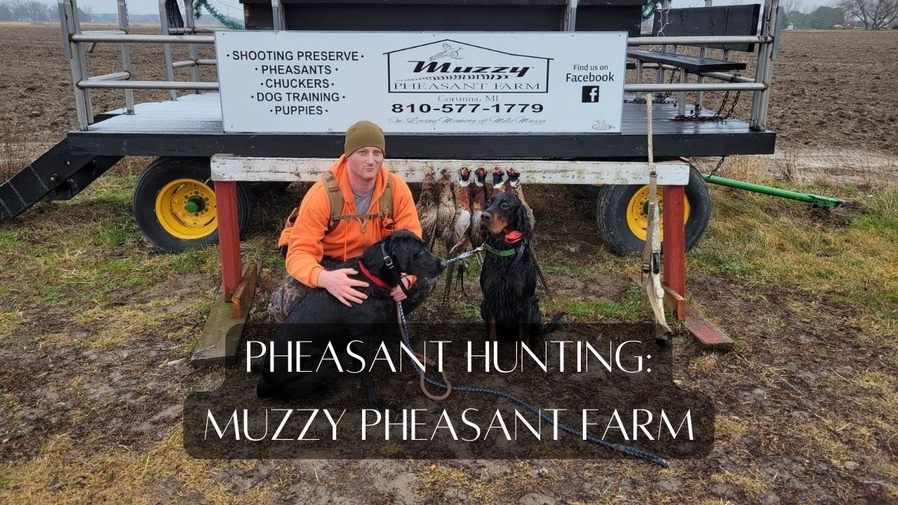 Pheasant Hunting: Muzzy Pheasant Farm - YouTube