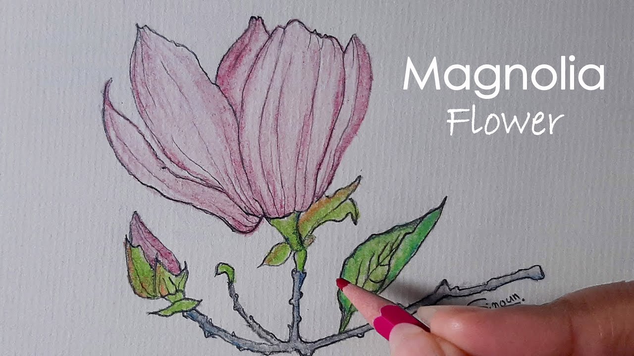 How to Draw Magnolia Flower | Magnolia Drawing Tutorial - YouTube