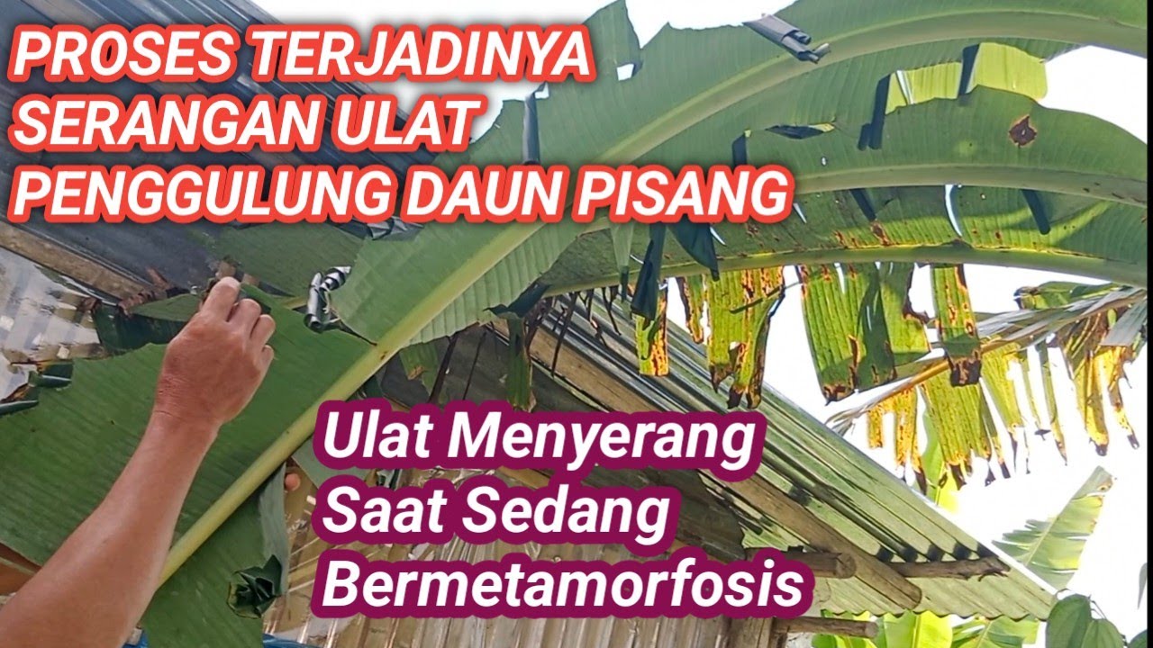 Serangan Ulat Penggulung Daun Pada Tanaman Pisang. - YouTube