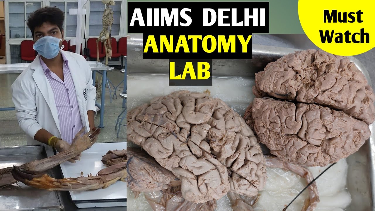 AIIMS DELHI Anatomy Hall - YouTube