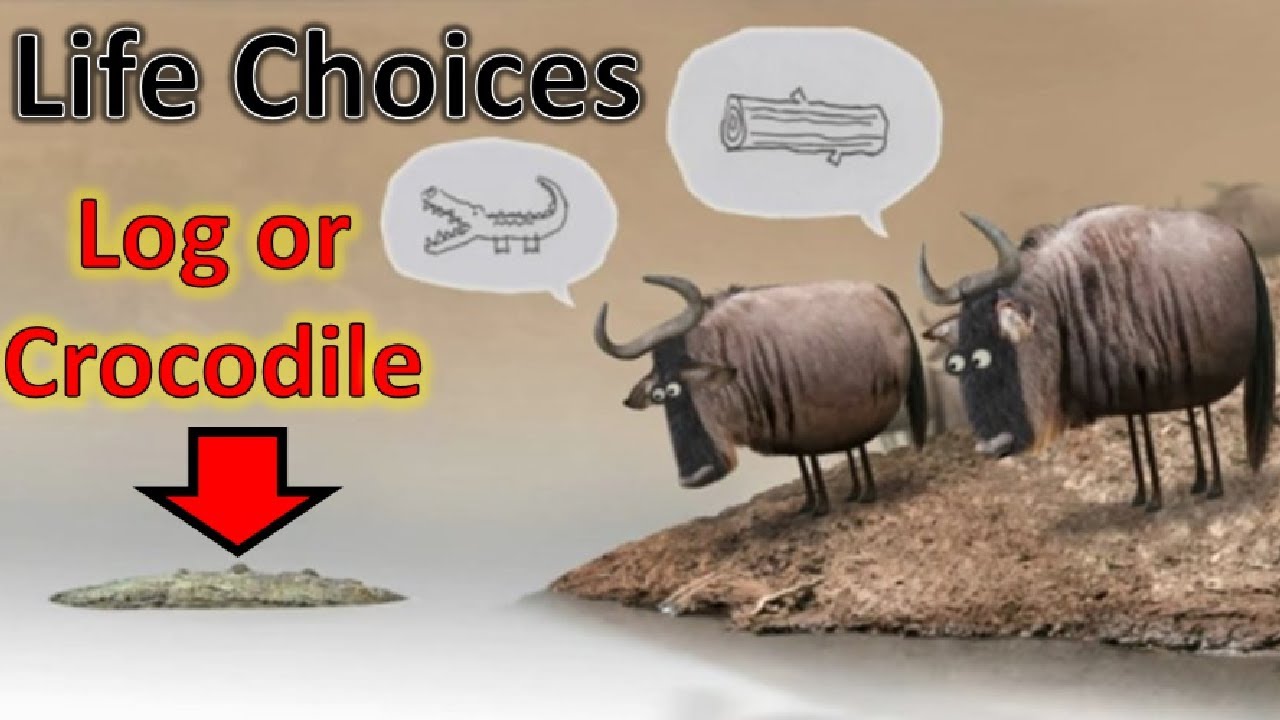 Life Choices by Funny Wildebeest video - YouTube