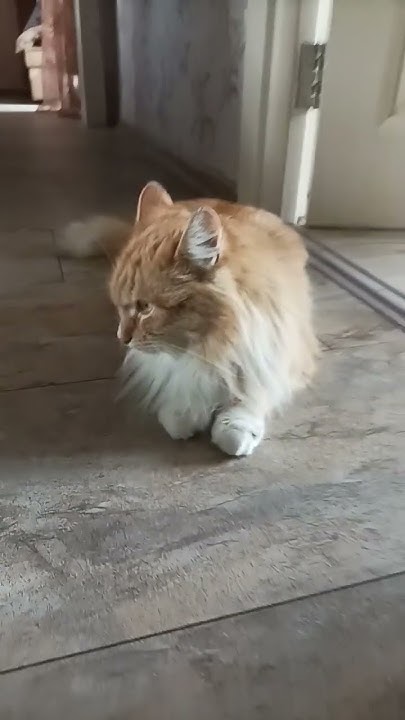 Миленький котик Youtube