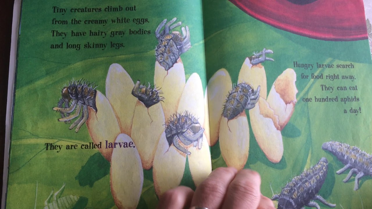 Story Cubby - Ladybugs Read Aloud - YouTube