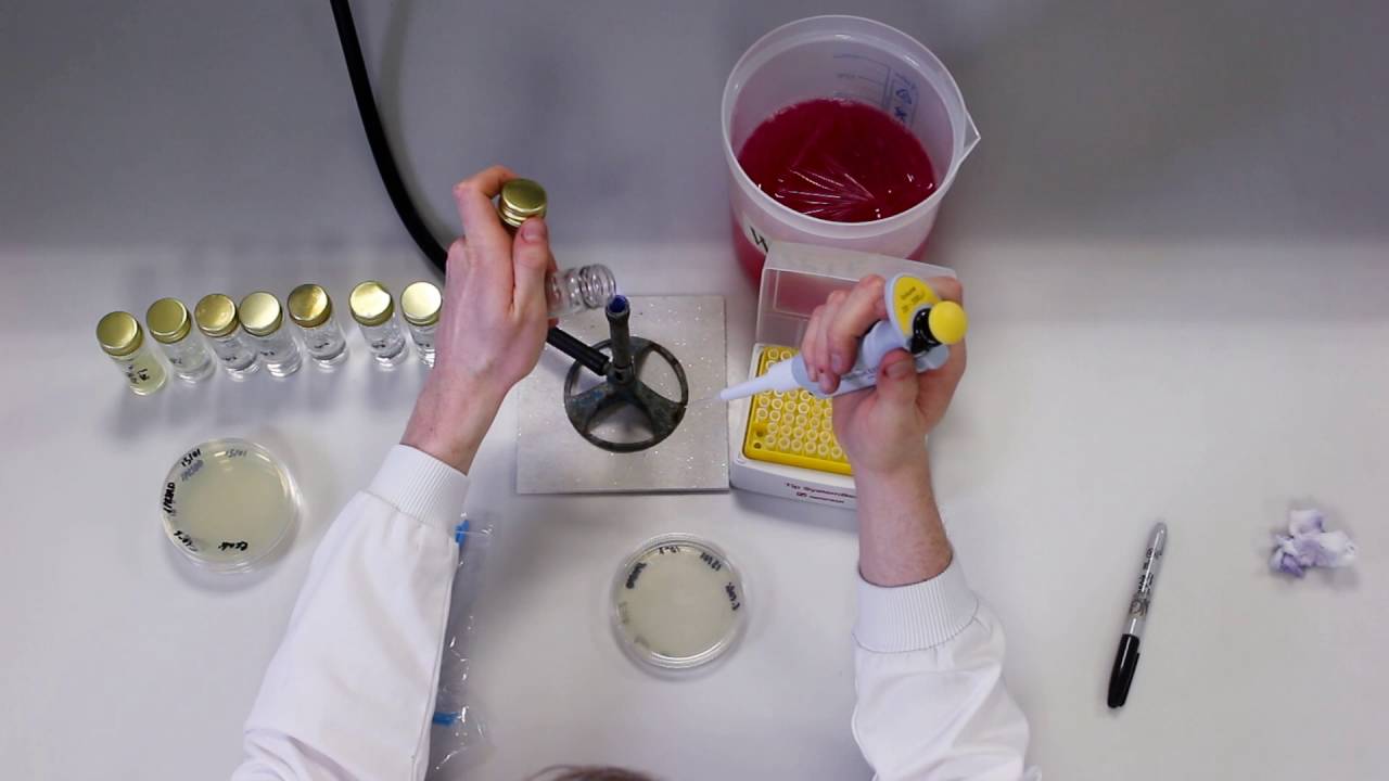 Spread Plating - YouTube