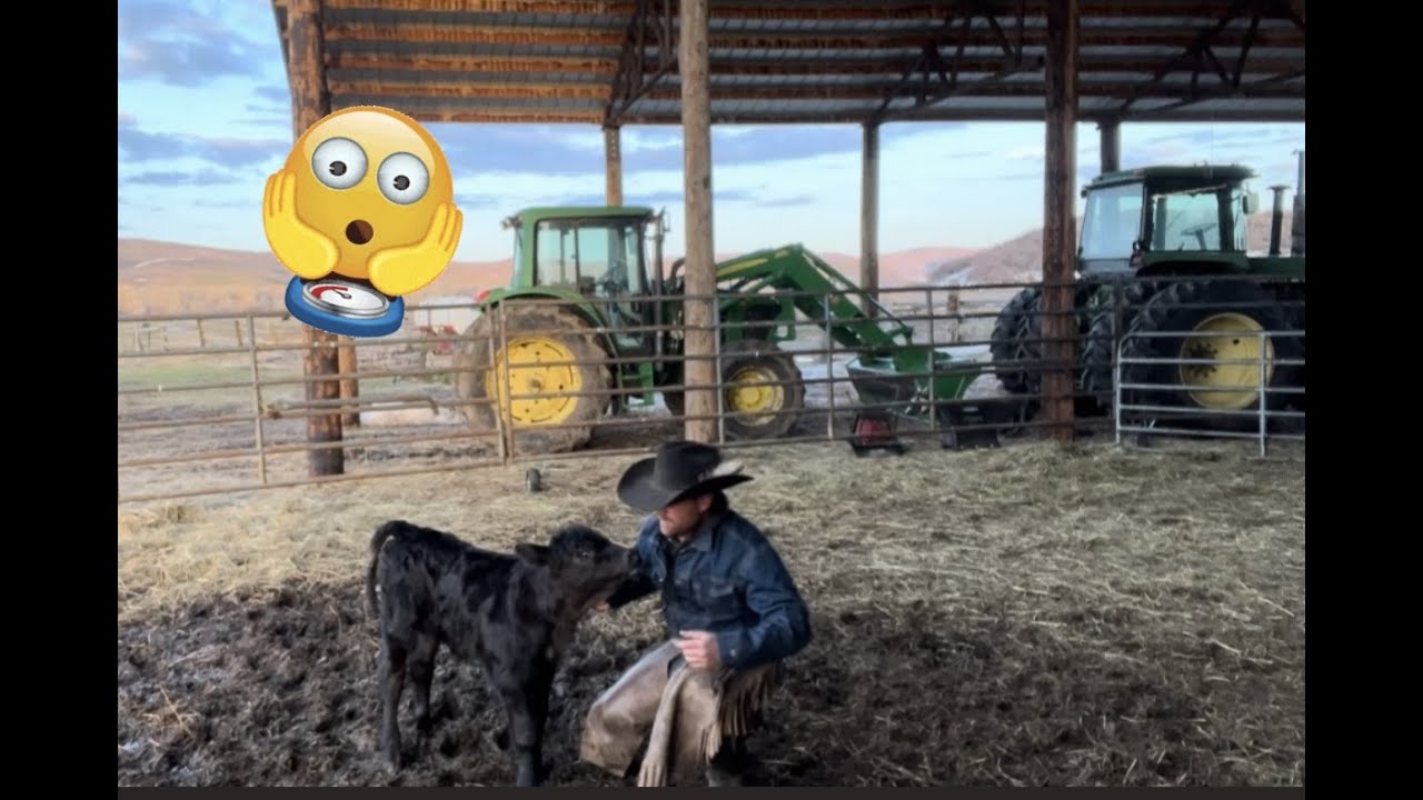 RMR#49 "THE BIGGEST CALF I'VE EVER SEEN!" - YouTube