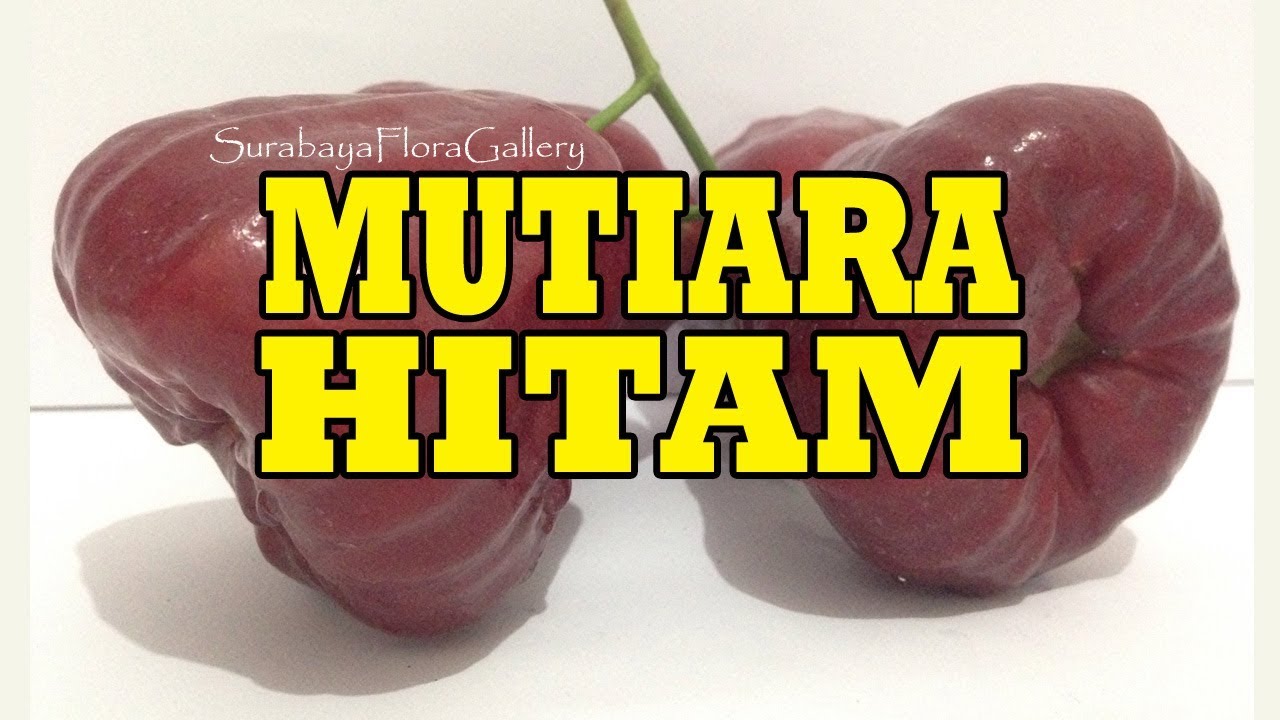 Buah Jambu Air Mutiara Hitam paling EKSOTIS di Indonesia - YouTube