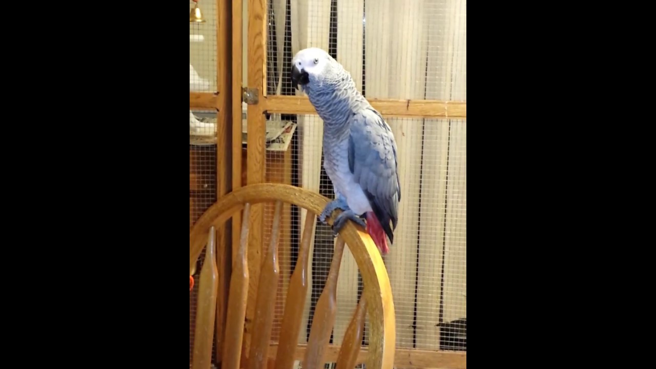 Evil Parrot Curses WTF? - YouTube
