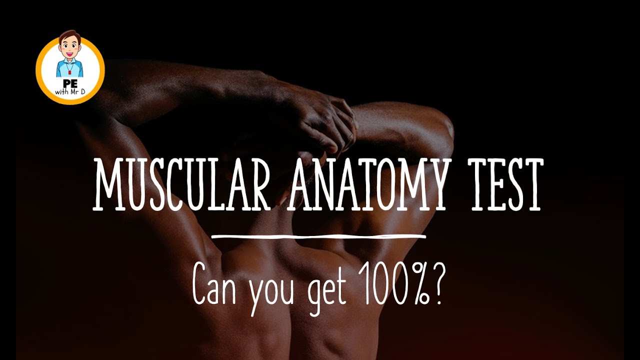 ANATOMY QUIZ - Muscles of the body! Can you get 100%? - YouTube