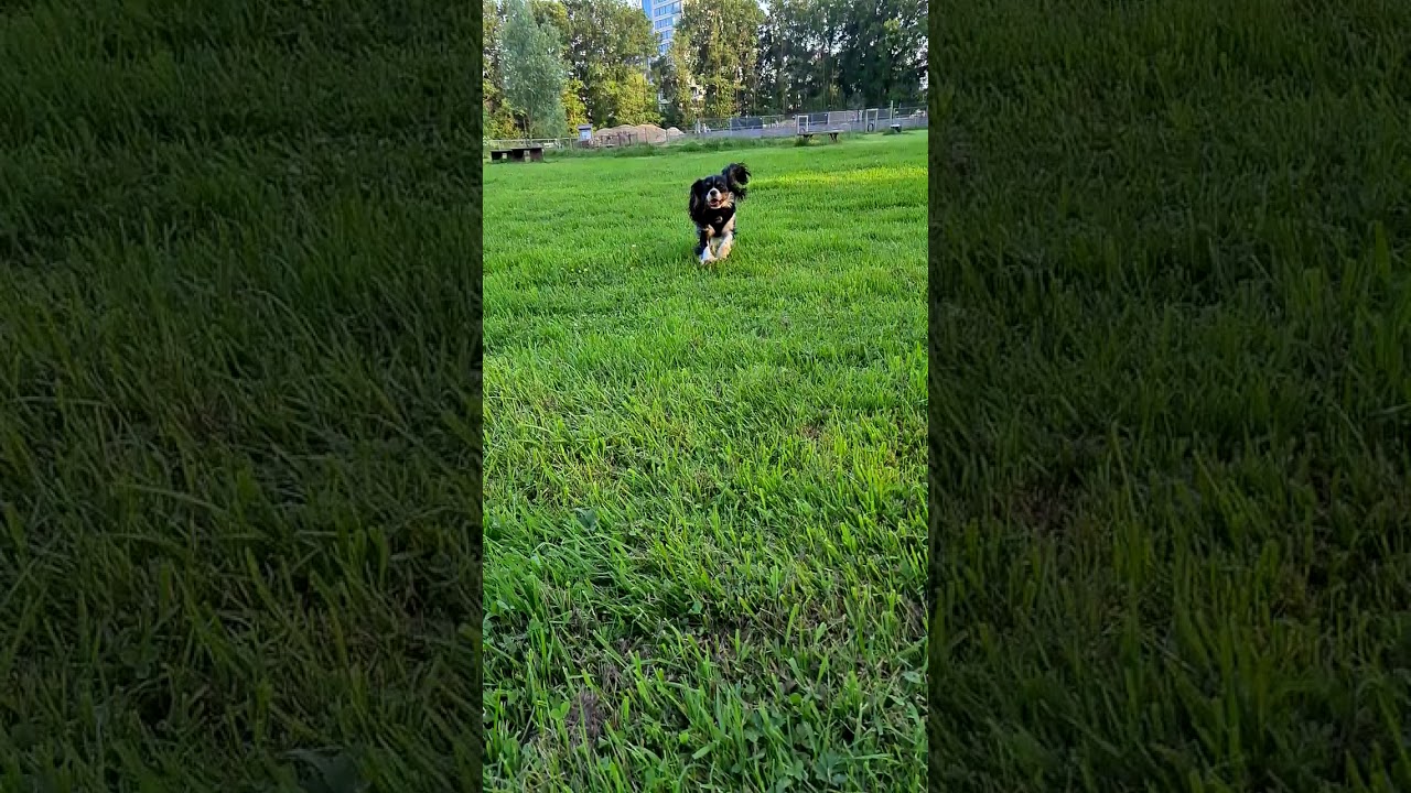 Dog running in slow motion - YouTube