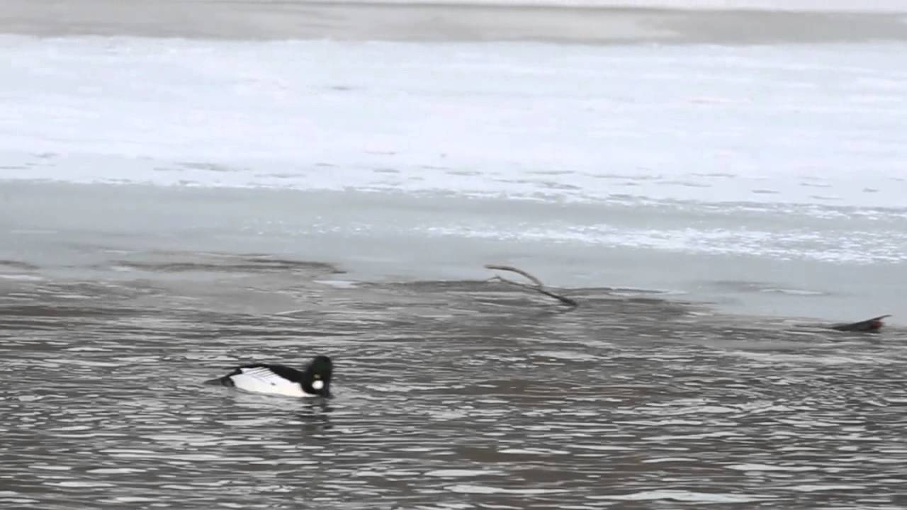 Common Goldeneye Eating Fish 2-3-14 - YouTube