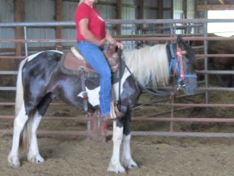 Gypsy Vanner cross utube - YouTube