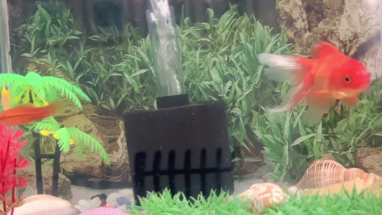 My little fish world ️🌿🌿Natures beauty soothe my eyes,Refreshes my soul ...