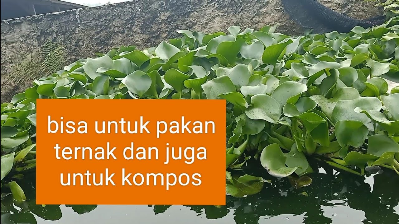 Berbagai jenis dan manfaat eceng gondok - YouTube