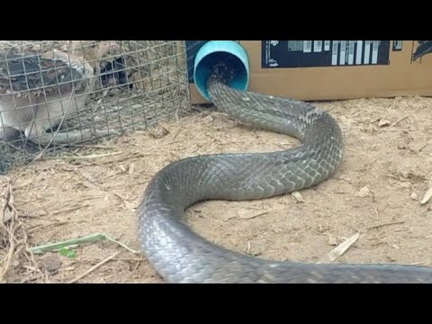 Use an old Asus computer case to make an easy snake trap. - YouTube
