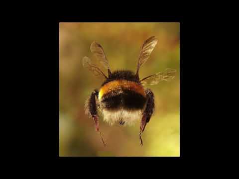 Bzzzzz 🐝