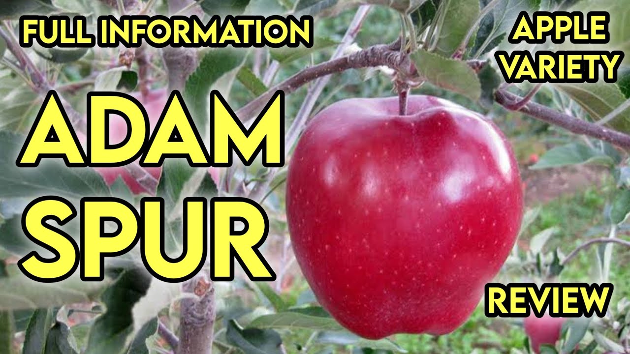 Adam Spur Apple Variety (Review)।। MSC Apple Orchards।। Full ...
