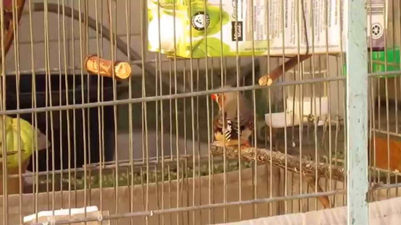 Criação de MANDARIM GOLD - Vídeo 1 - YouTube
