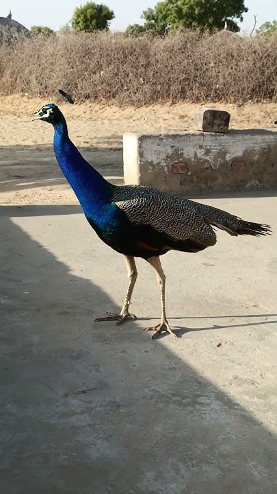Peacock🦚dancing Morning Time Peacock Full Enjoy Desert Beautiful Bird