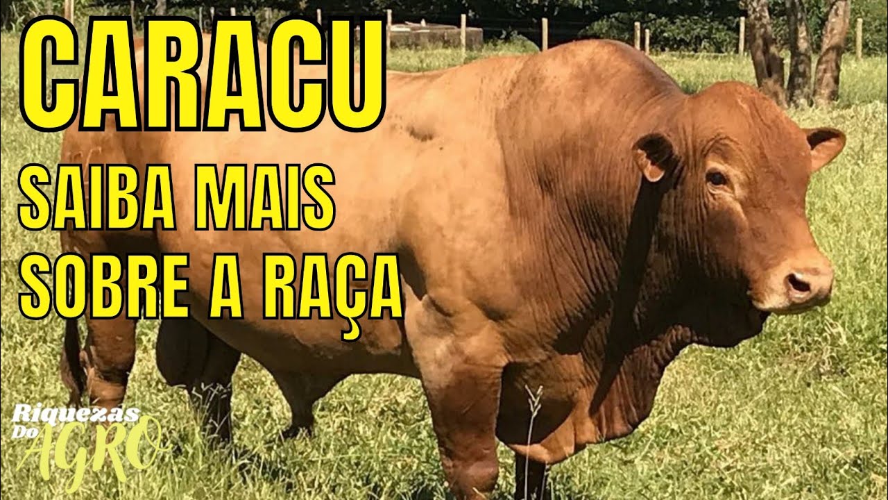 Curiosidades da raça Caracu | Touro Caracu | Boi Caracu | Touro | Boi ...