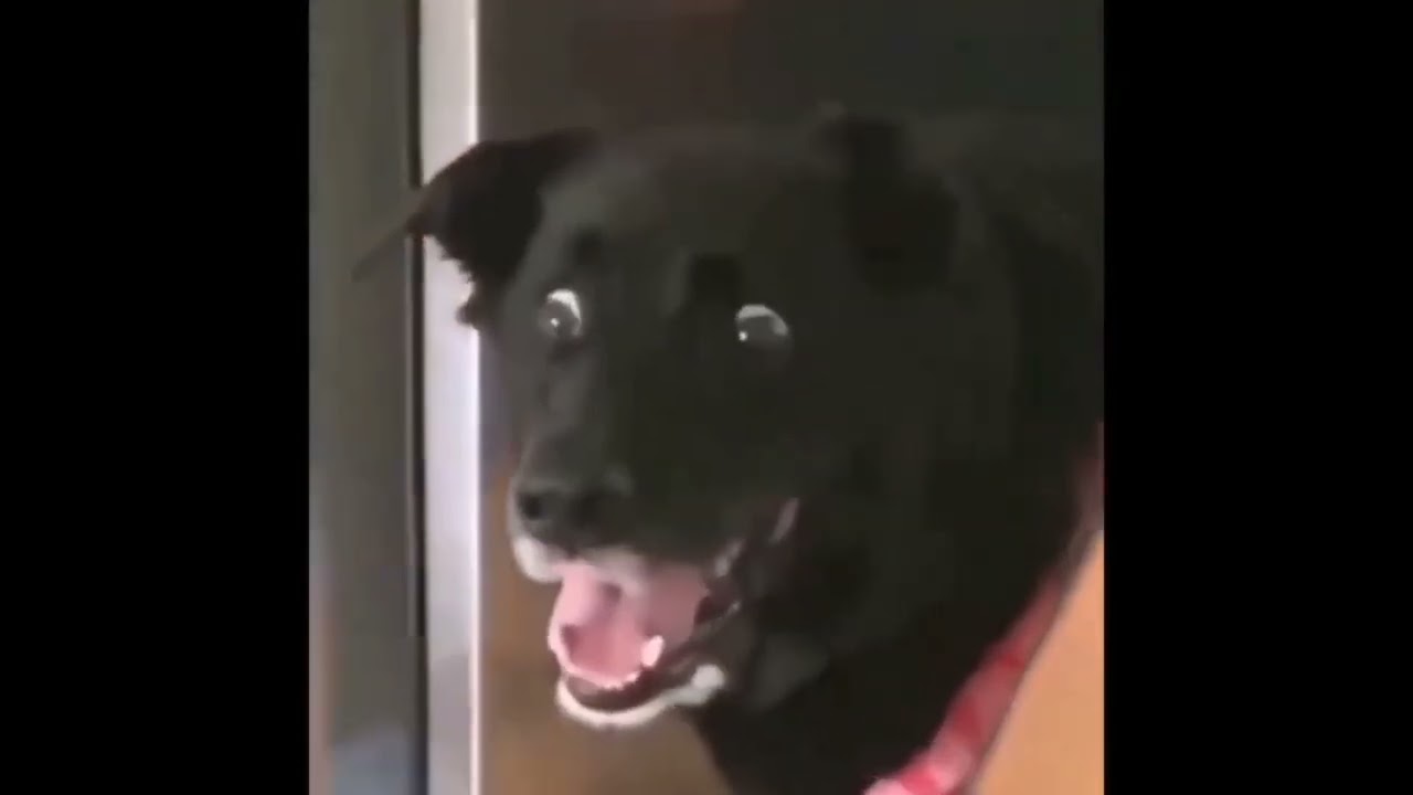 Black dog stare meme FHD [non copyright] free - YouTube