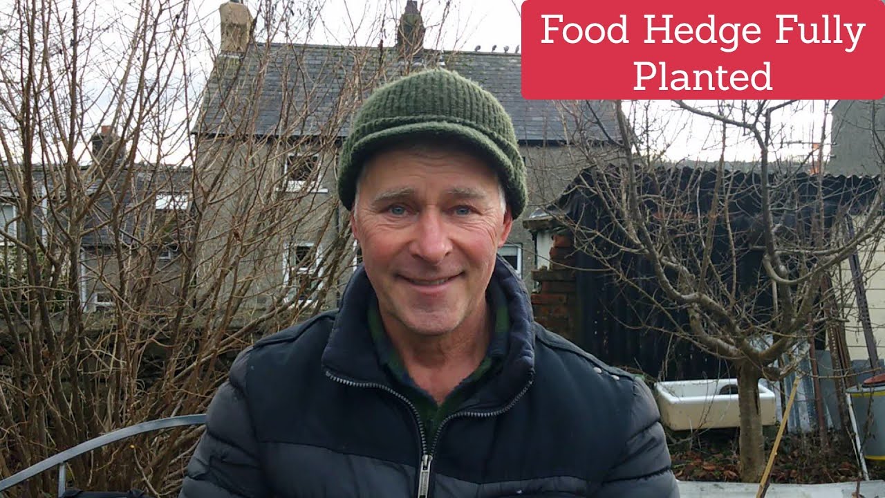 Food Hedge Fully Planted| How to Grow your Own Food Hedge| Plant ...
