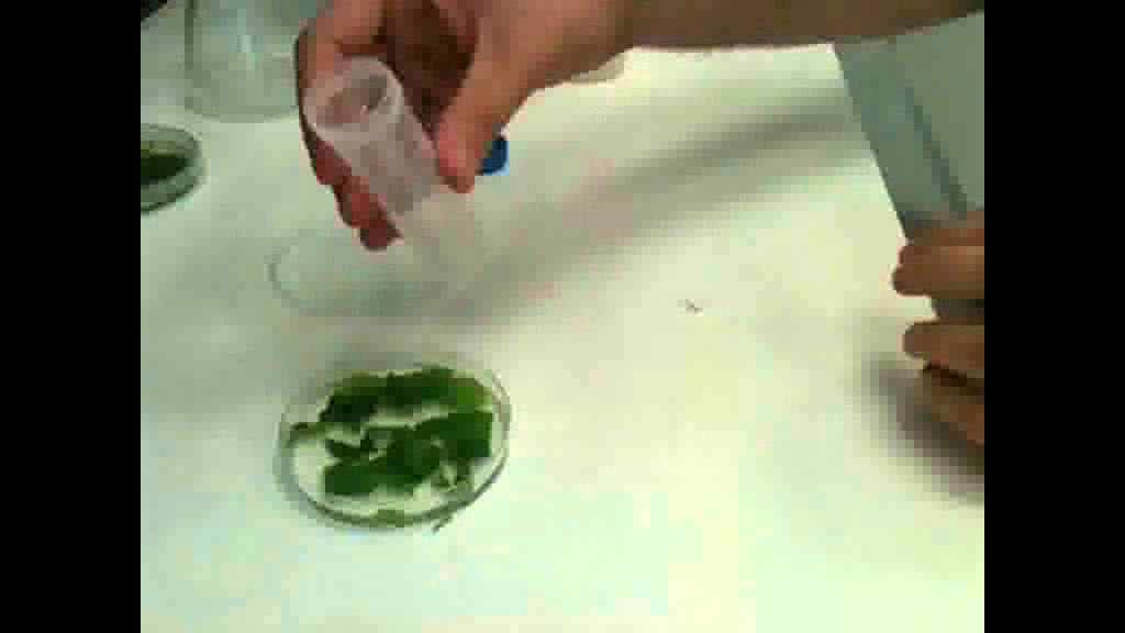 Leaf discs transformation - YouTube