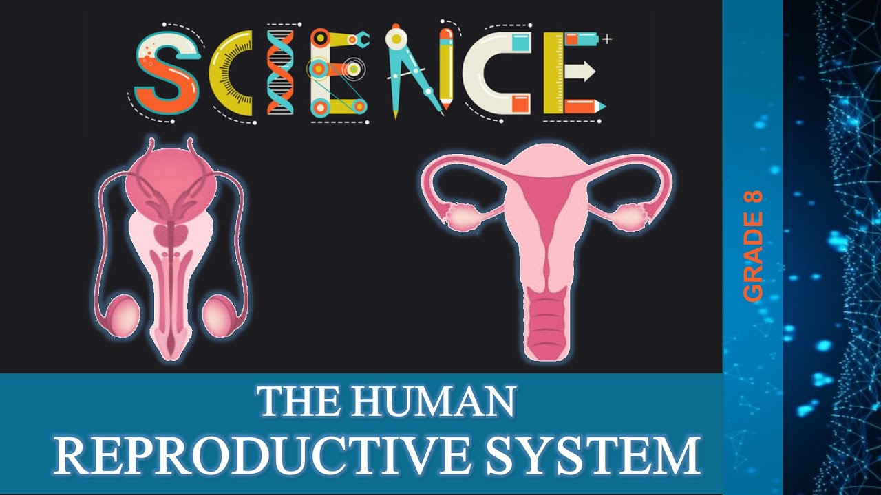 Human Reproductive System | Zambia Education - YouTube