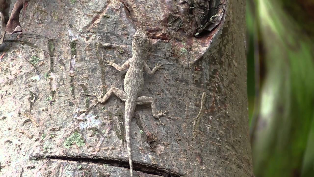 Lizard Porn Youtube