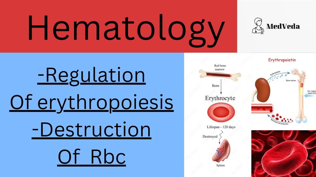 Hematology || Blood physiology || Erythropoiesis Regulation and ...