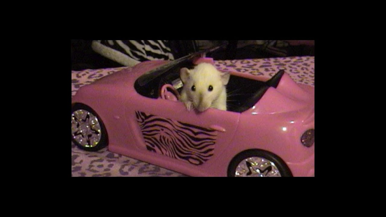 Rat Suspense (Pet Rats - Rat Tricks) Mattell Top Gear Barbie Car ...