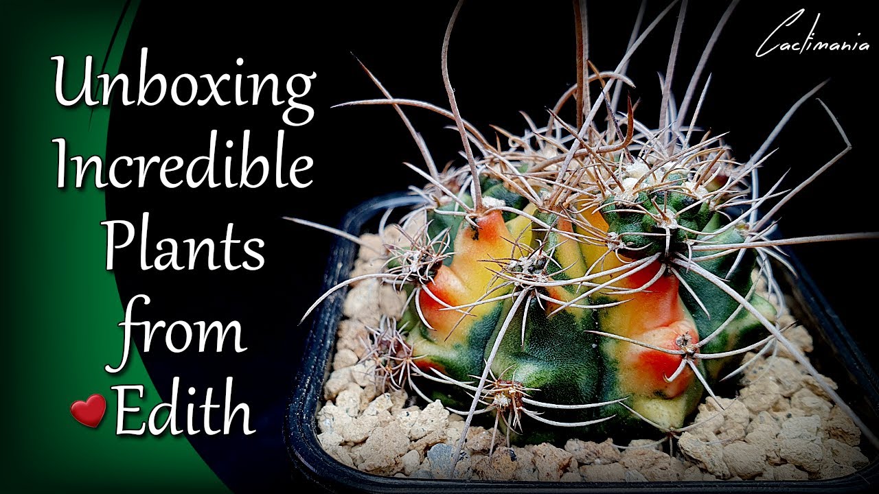 Unboxing Incredible Plants from Edith | Cactus & Succulents - YouTube