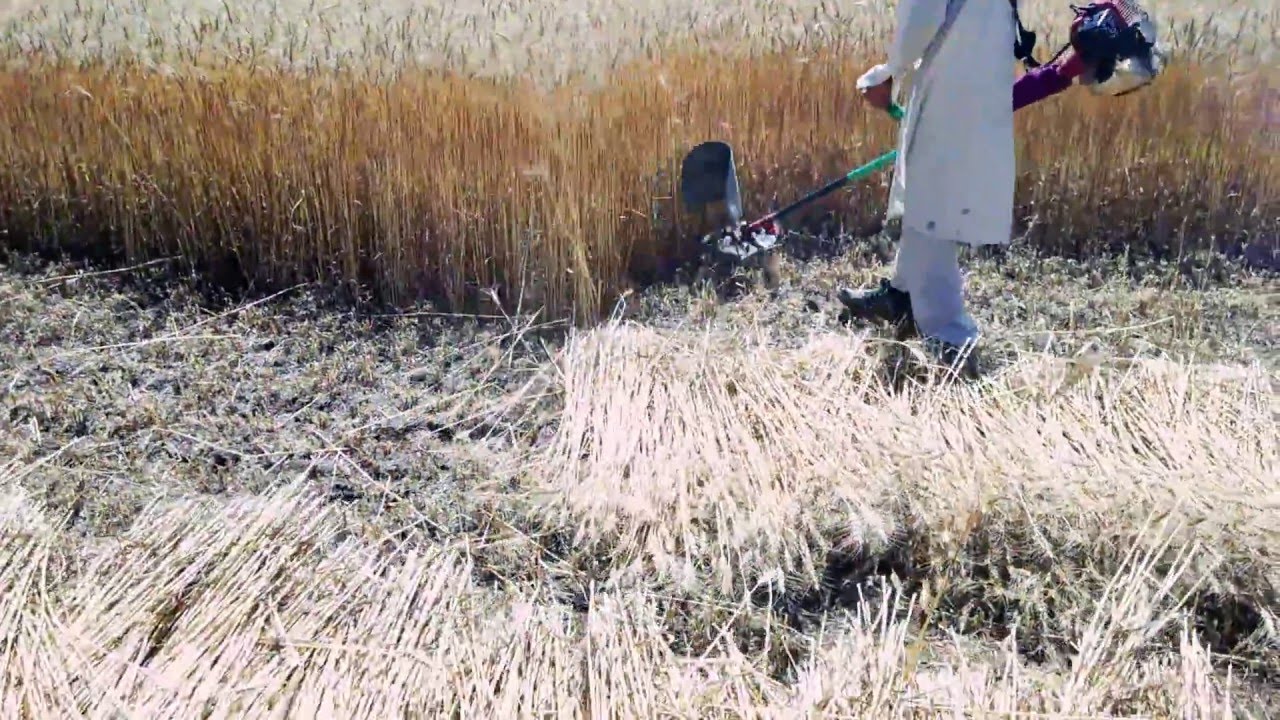 Wheat cutting tool in Bajaur Agency - YouTube