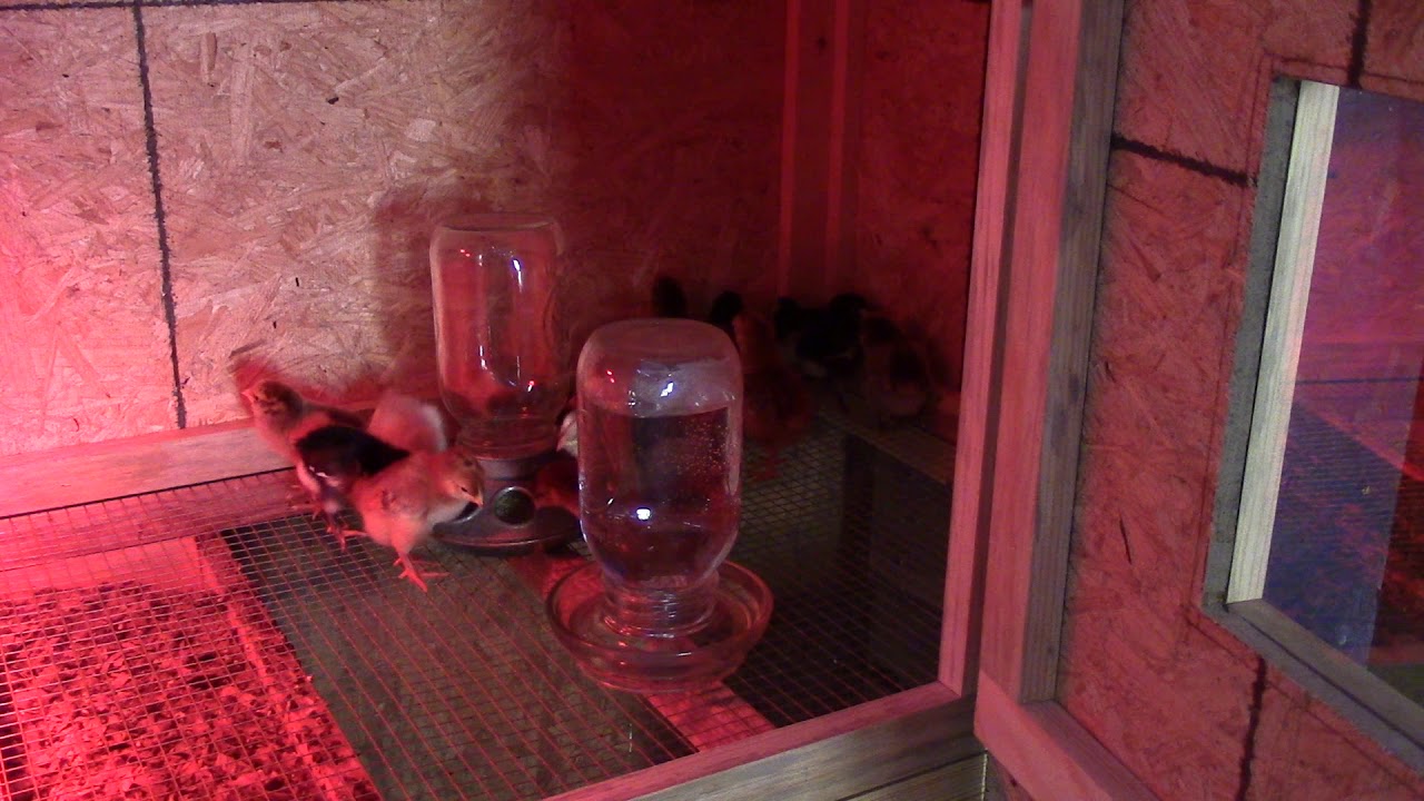 How to Brood Chicks the Easy Way - YouTube