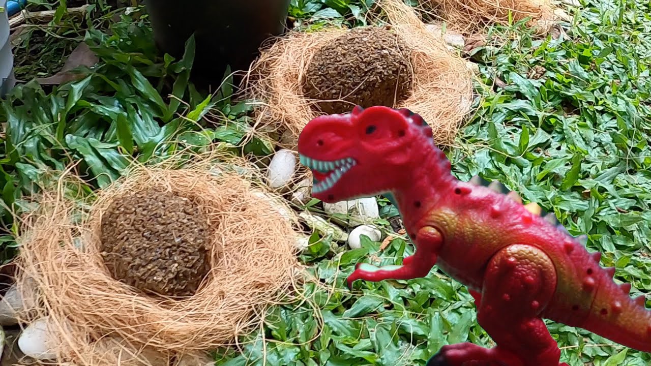LOOKING FOR DINOSAUR EGGS || MENCARI TELUR DINOSAURUS - YouTube