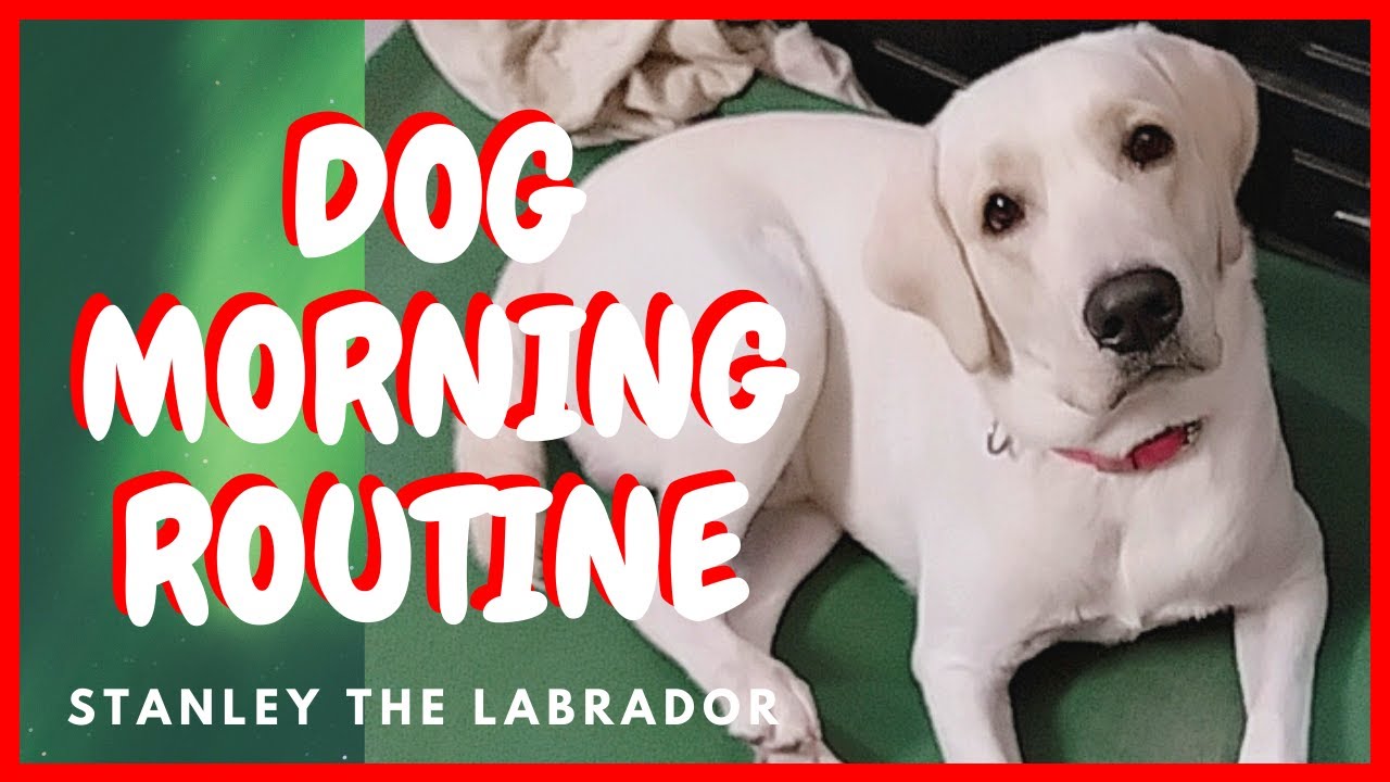 Labrador Dog | Dog Morning Routine - YouTube