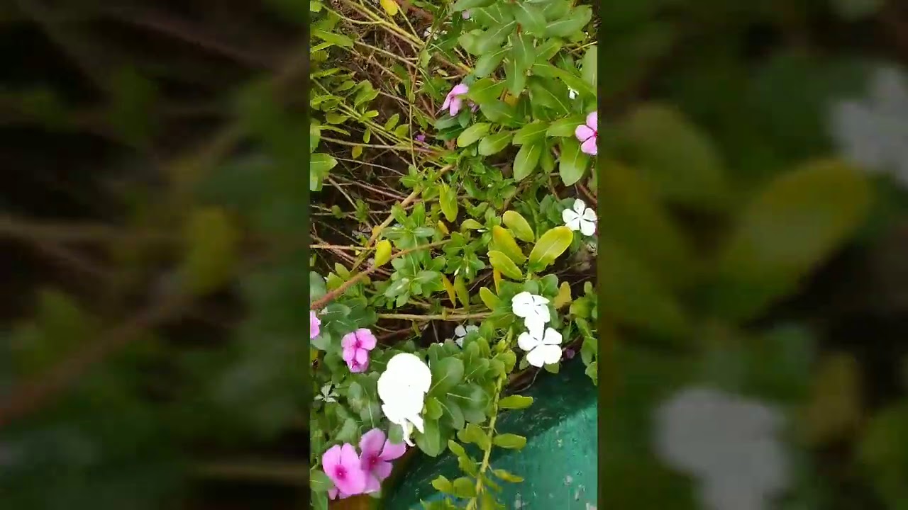 Bichu bell || chini gulab || rose plant ||colourful indian flowers||air ...