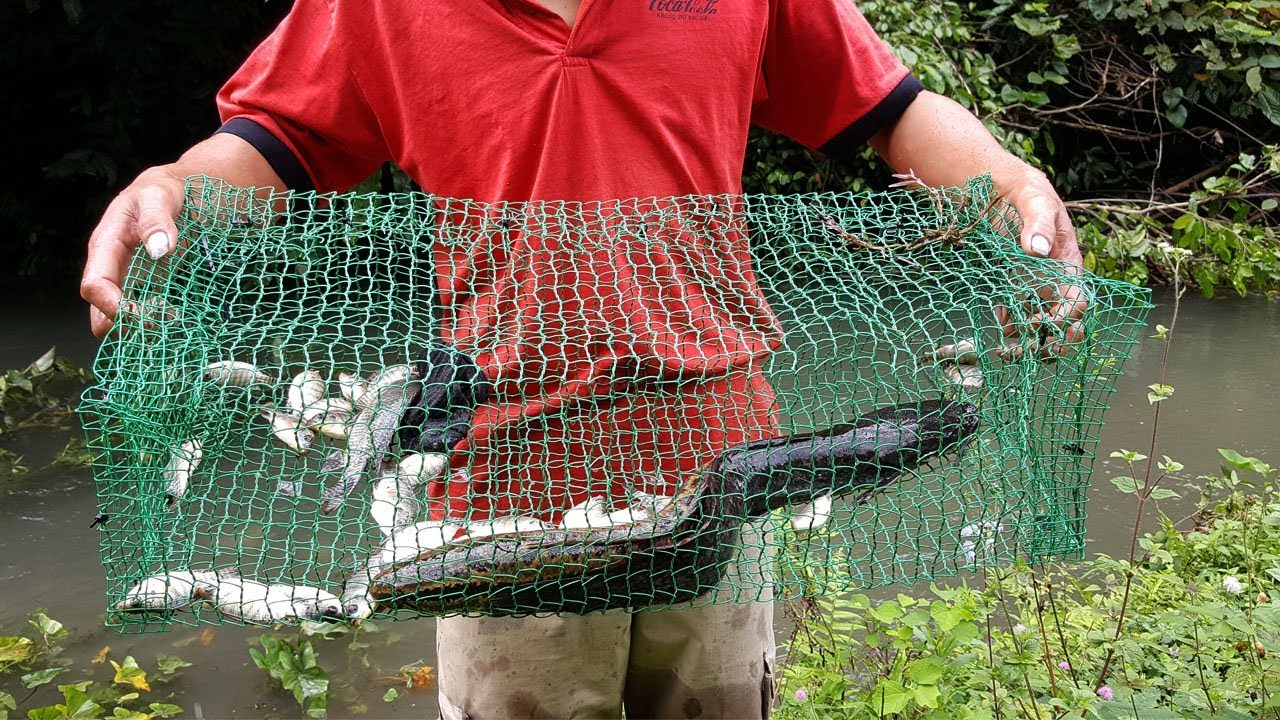 Smart boy Amazing Iron cage Fish Trap - Net Fishing In The River - YouTube