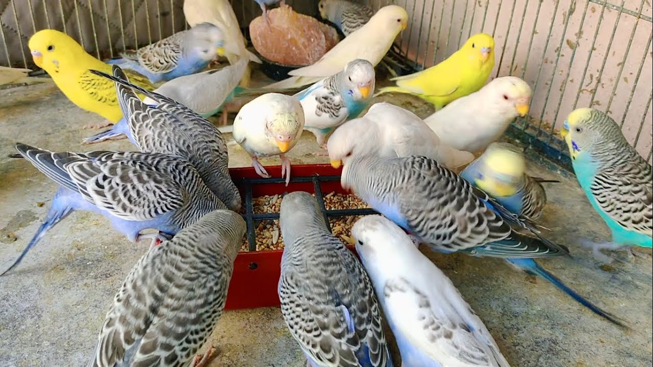 Feeding Budgies healthy mixed seeds diet | Beautiful healthy Parakeets ...