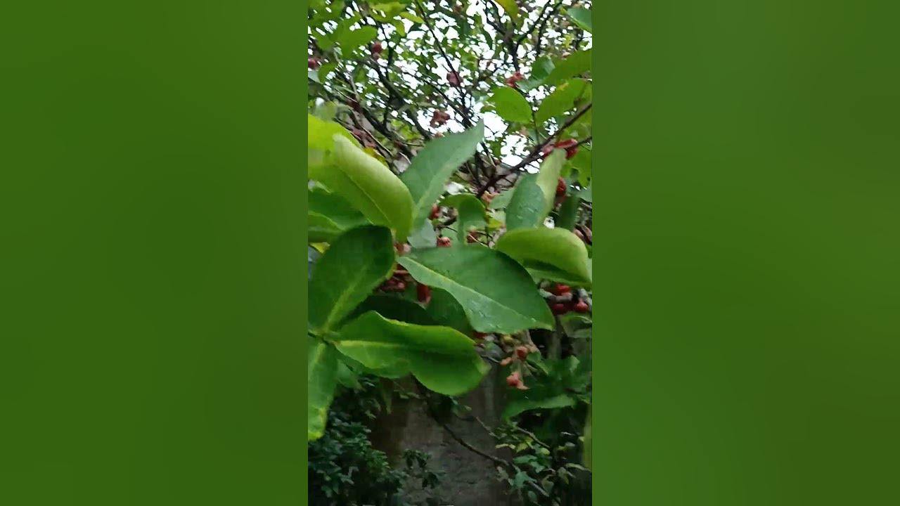 Spil pohon jambu air di samping rumah - YouTube