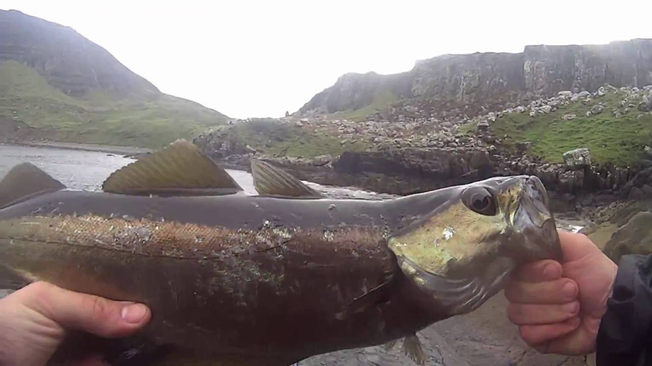 Isle of Skye pollock on a variety of lures! - YouTube