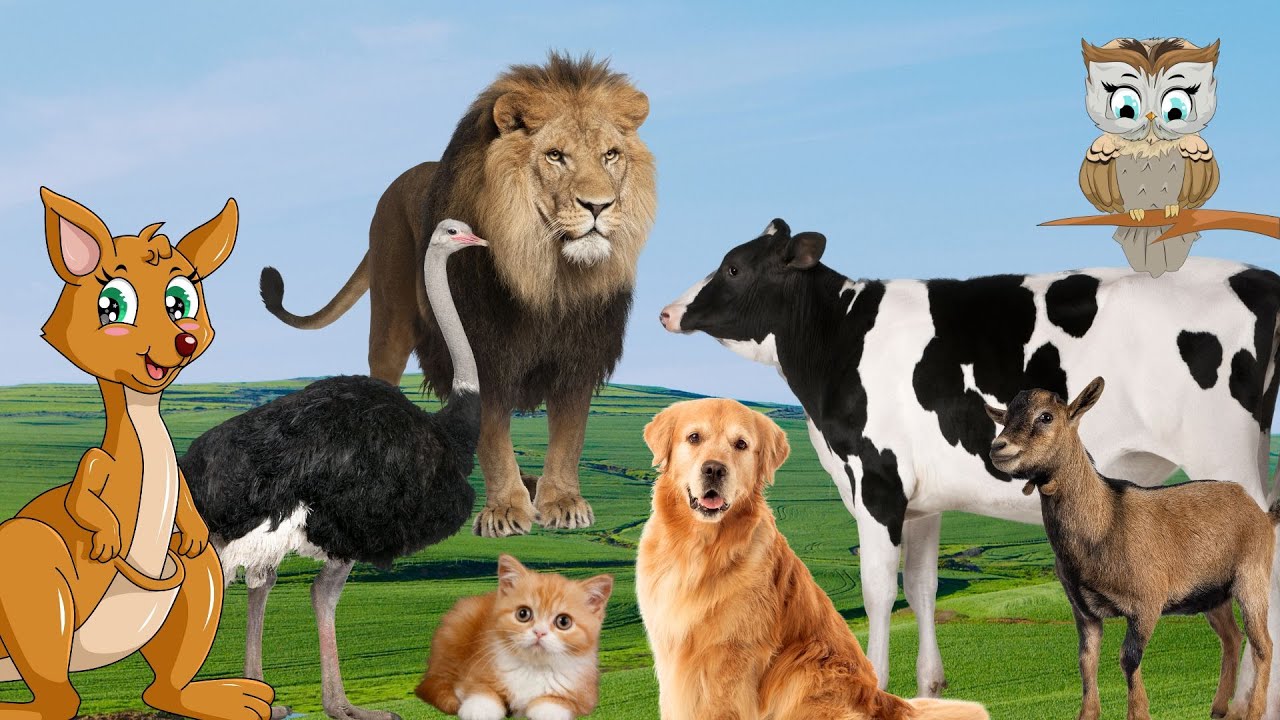 Colors of animals - Cows, dogs, ostriches, cats, goats - Animal world ...
