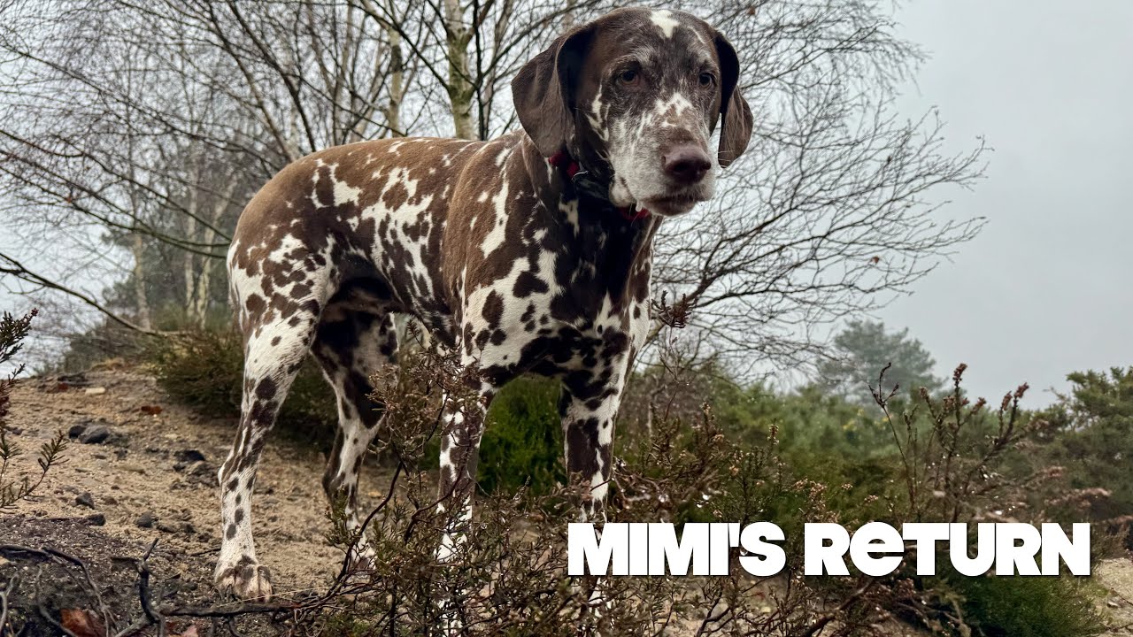 Mimi Back On The Lam After Her Fall - YouTube