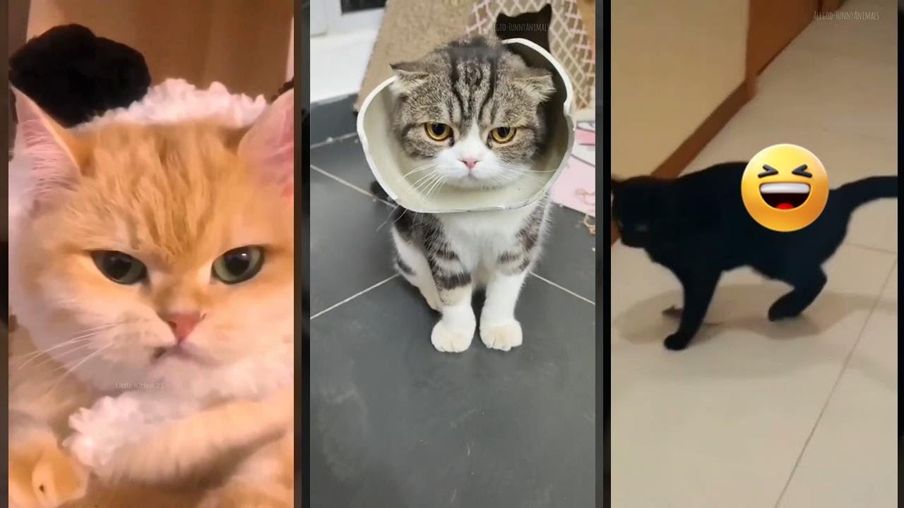 Funny Cats 2025 😾 funny cats meme 😼 #CazyFunnyCats Episode 9679 - YouTube