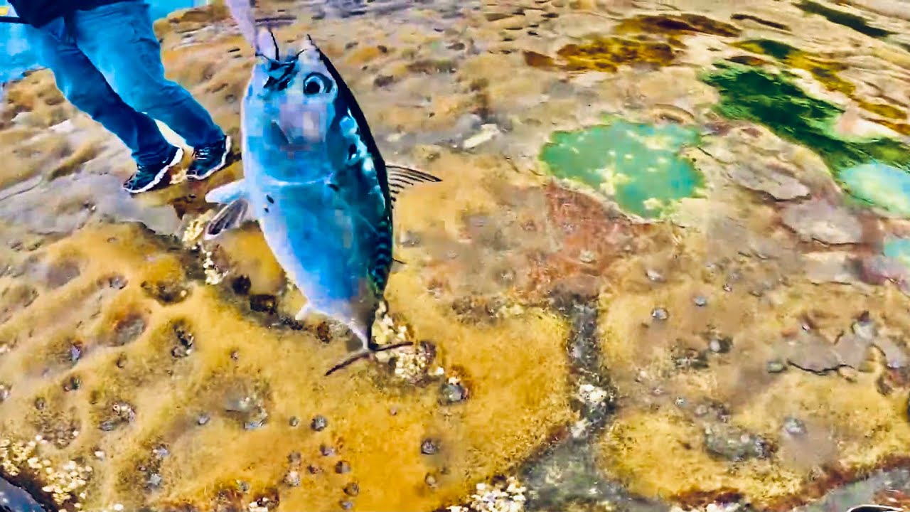 Sydney Rock fishing 🐟🐟Bonito/Mack Tuna 【Duo - Press Bait HD 125mm 42g ...