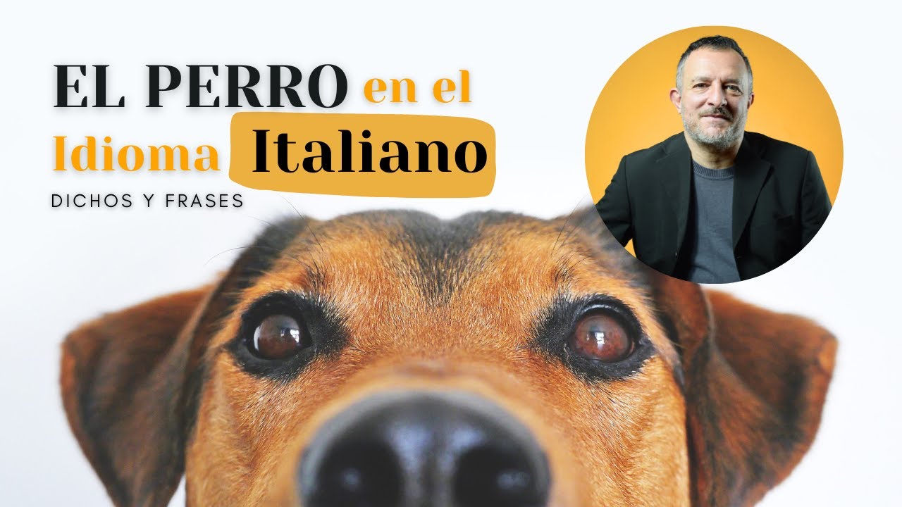 🐶 Frases y Dichos del PERRO (cane) en el Idioma Italiano | Vocabulario ...