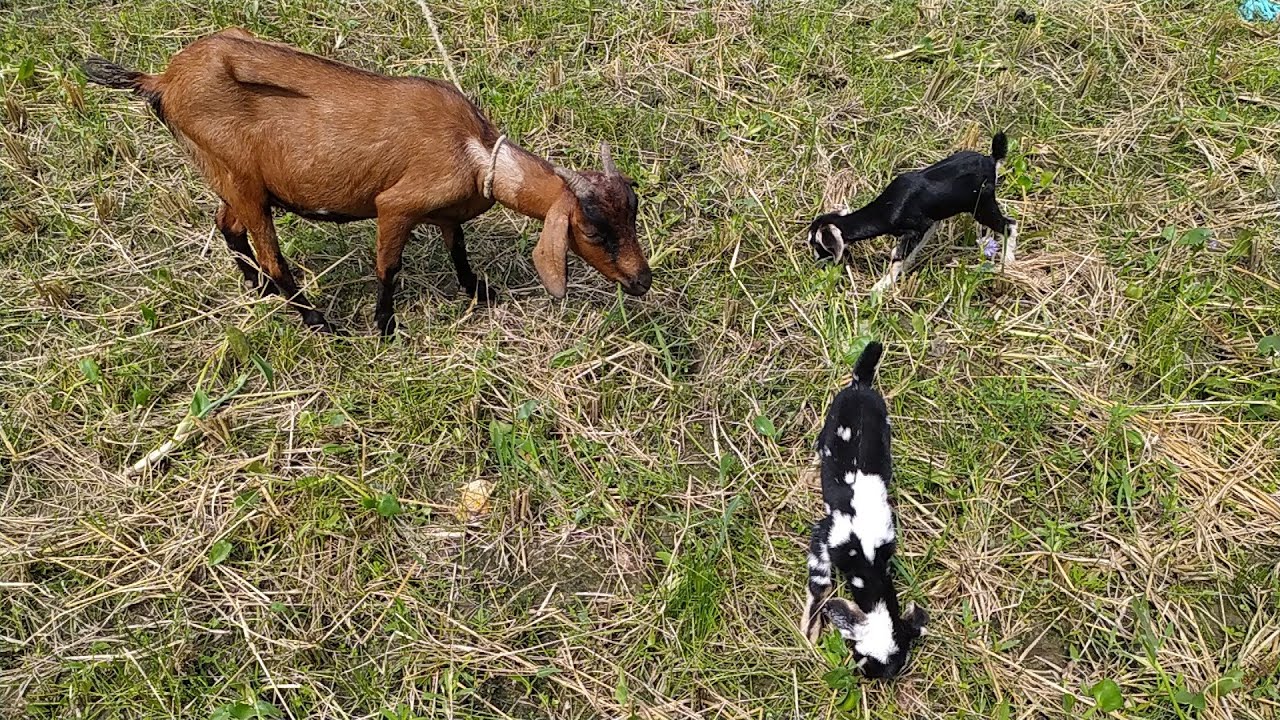 3 Amazing Goat , Goat, Animal, Saifuddin TV - YouTube